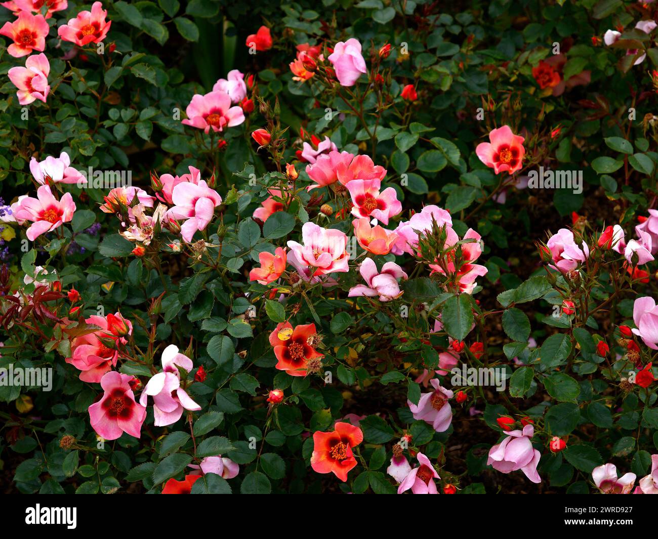 Closeup of the rich pink and red flowers of the garden shrub rose rose ...