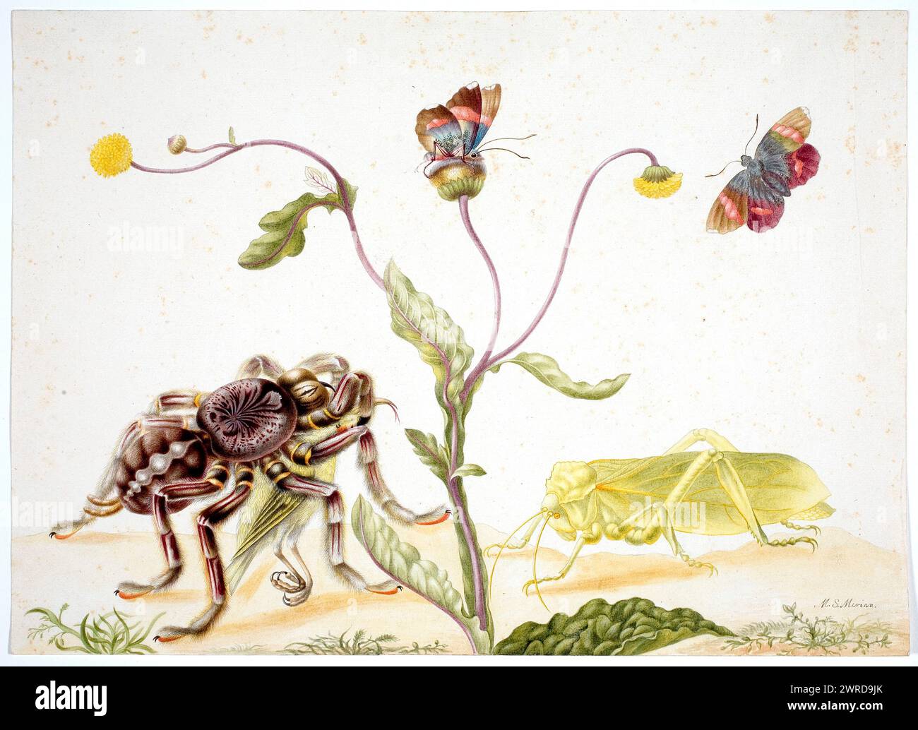 Illustration of spider eating a bird, locust and butterflies by Maria ...