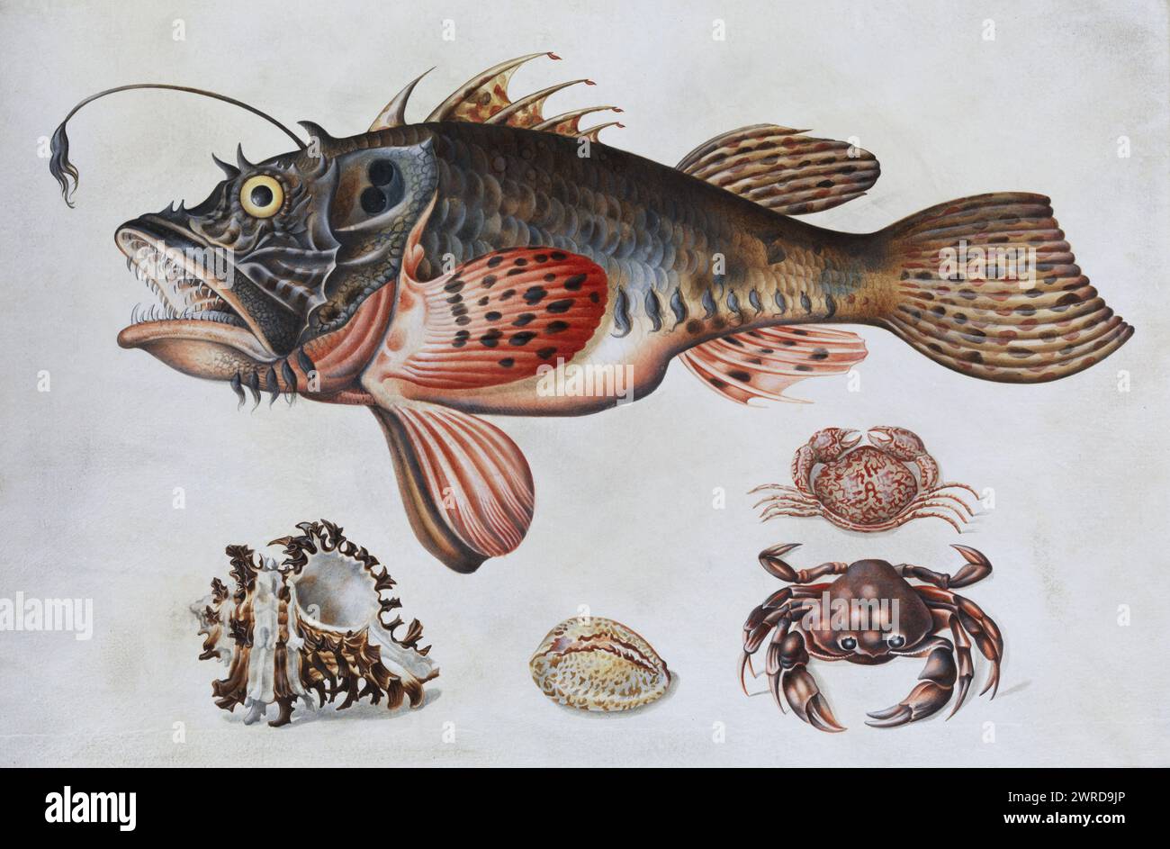 Illustration of Deep sea fish, crabs and sea snails by Maria Sibylla ...