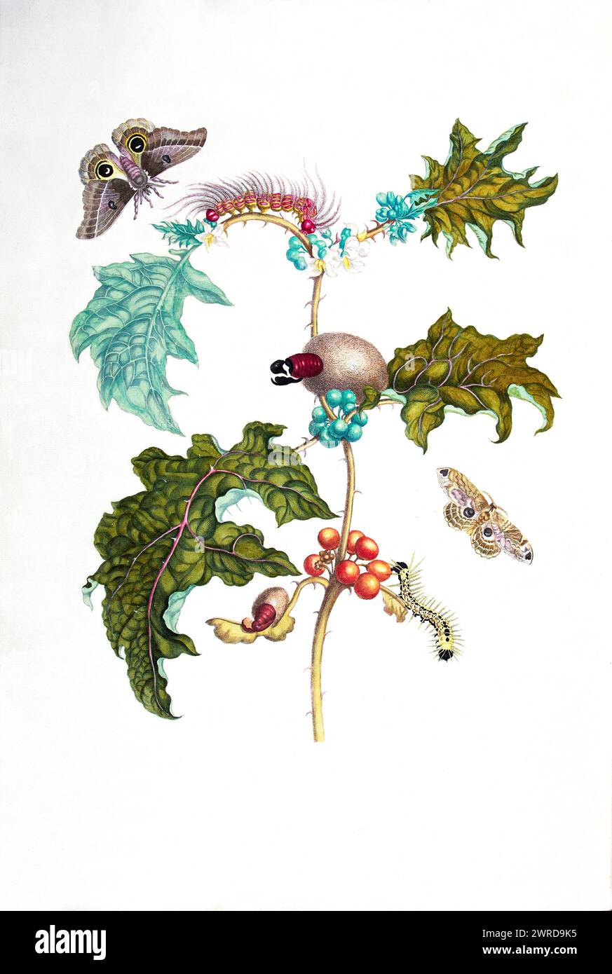 Maria sibylla merian caterpillar hi-res stock photography and images ...