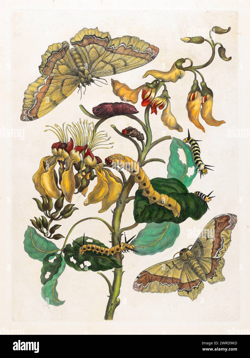Illustration metamorpphosis from caterpillar to butterlfy by Maria ...