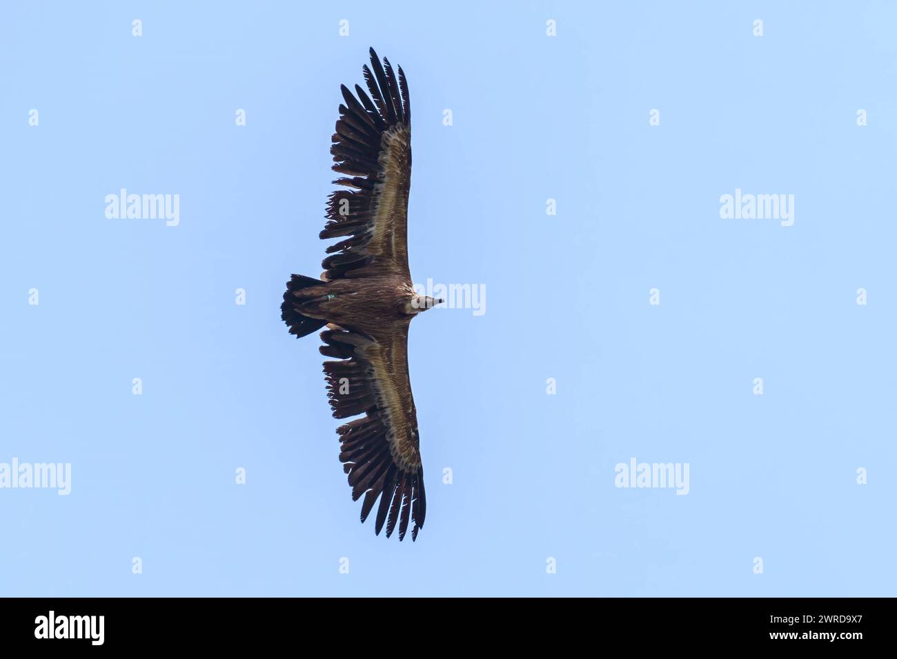 One griffon vulture Gyps fulvus flying in blue sky Croatia Stock Photo ...