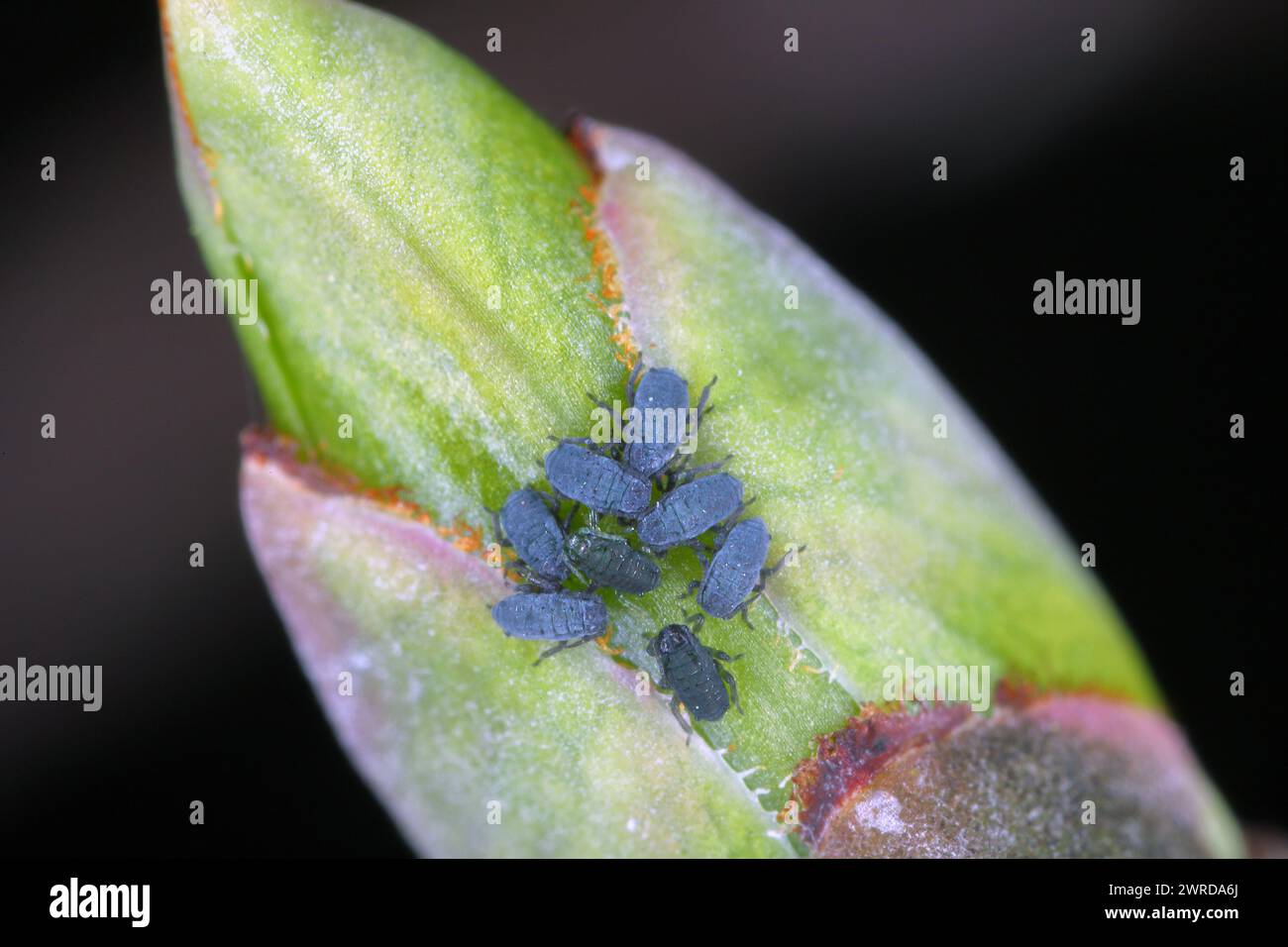 The black bean aphid (Aphis fabae). Young aphids, just hatching from ...