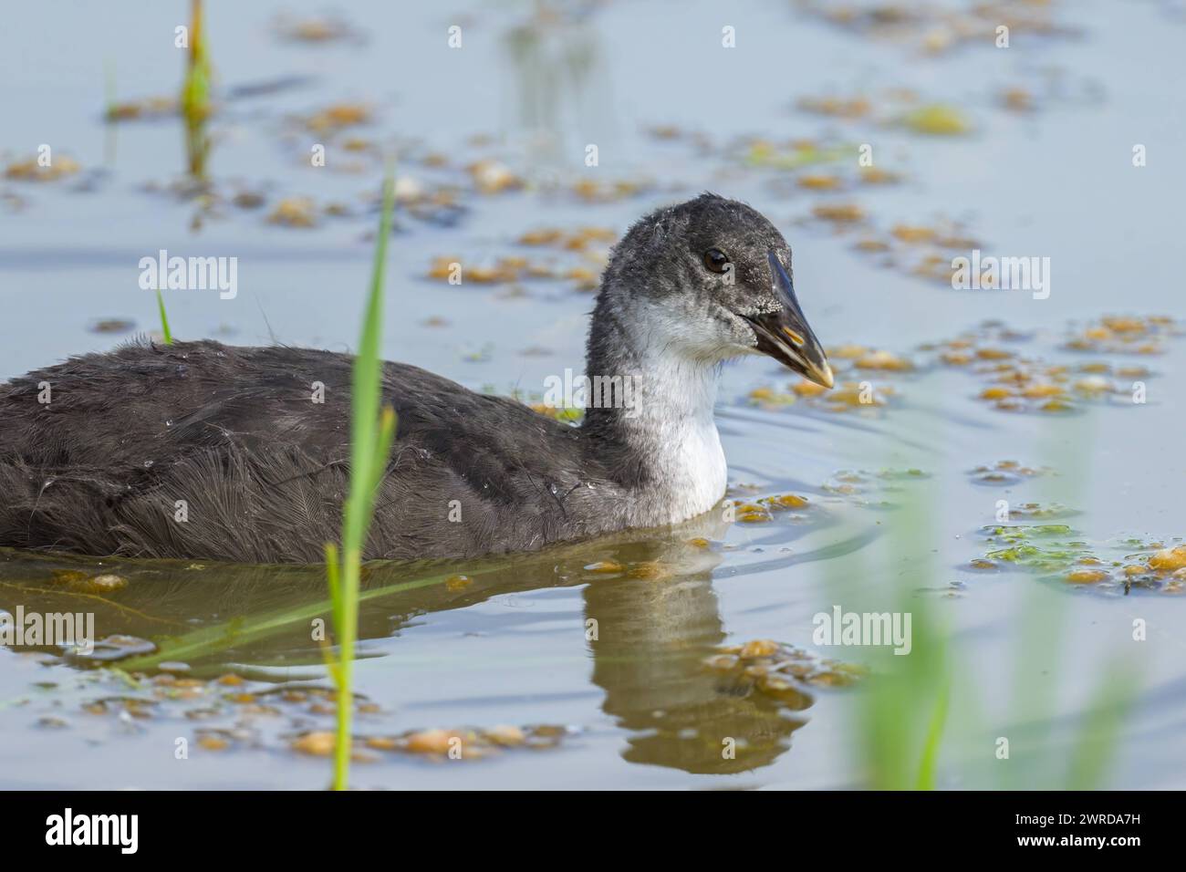 An young Eurasian Coot swimming in a pond, sunny day in summer Saint ...