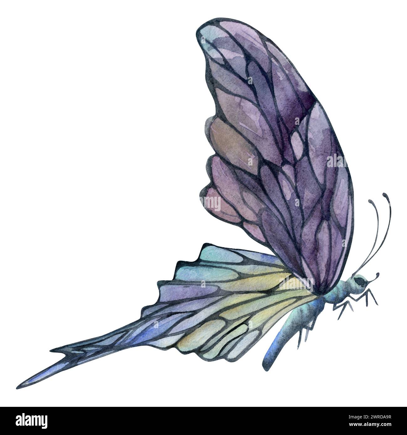 Hand drawn watercolor illustration butterfly fairy wings gem crystal ...