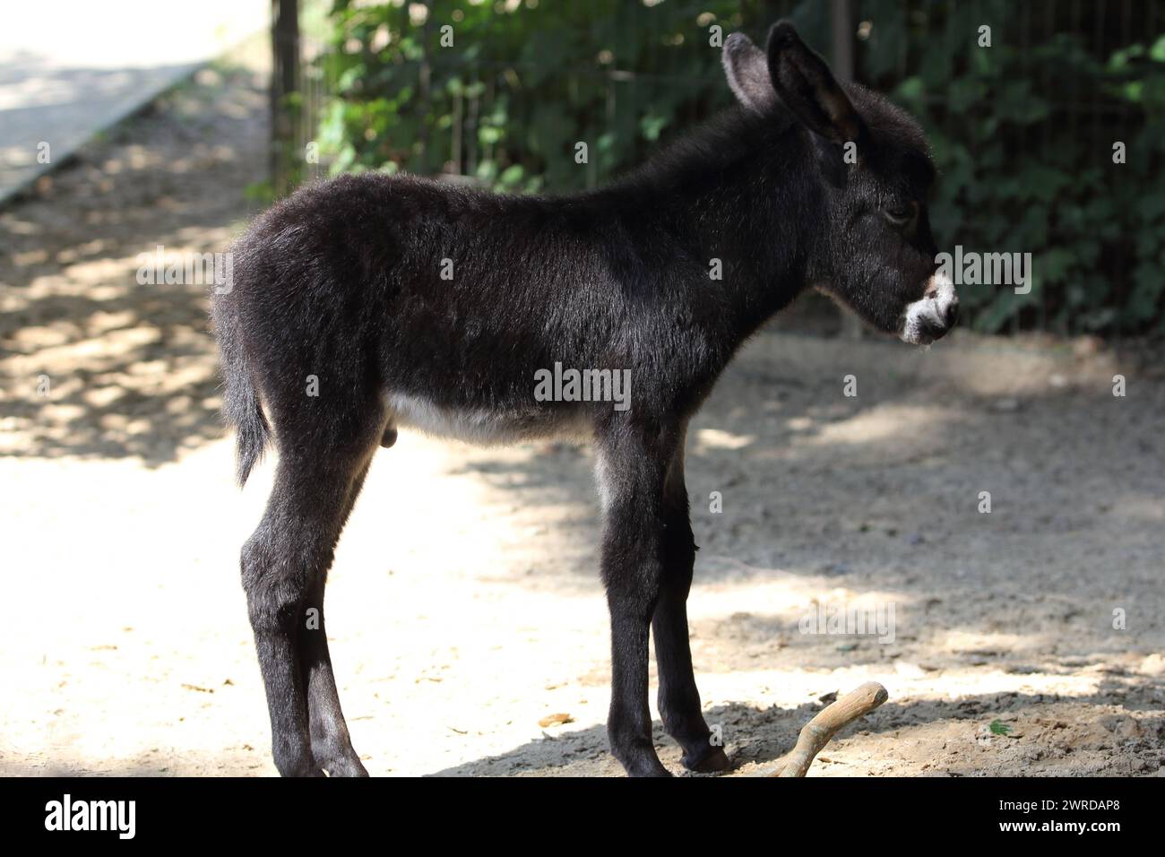 The donkey or ass (Equus africanus asinus) is a domesticated member of ...