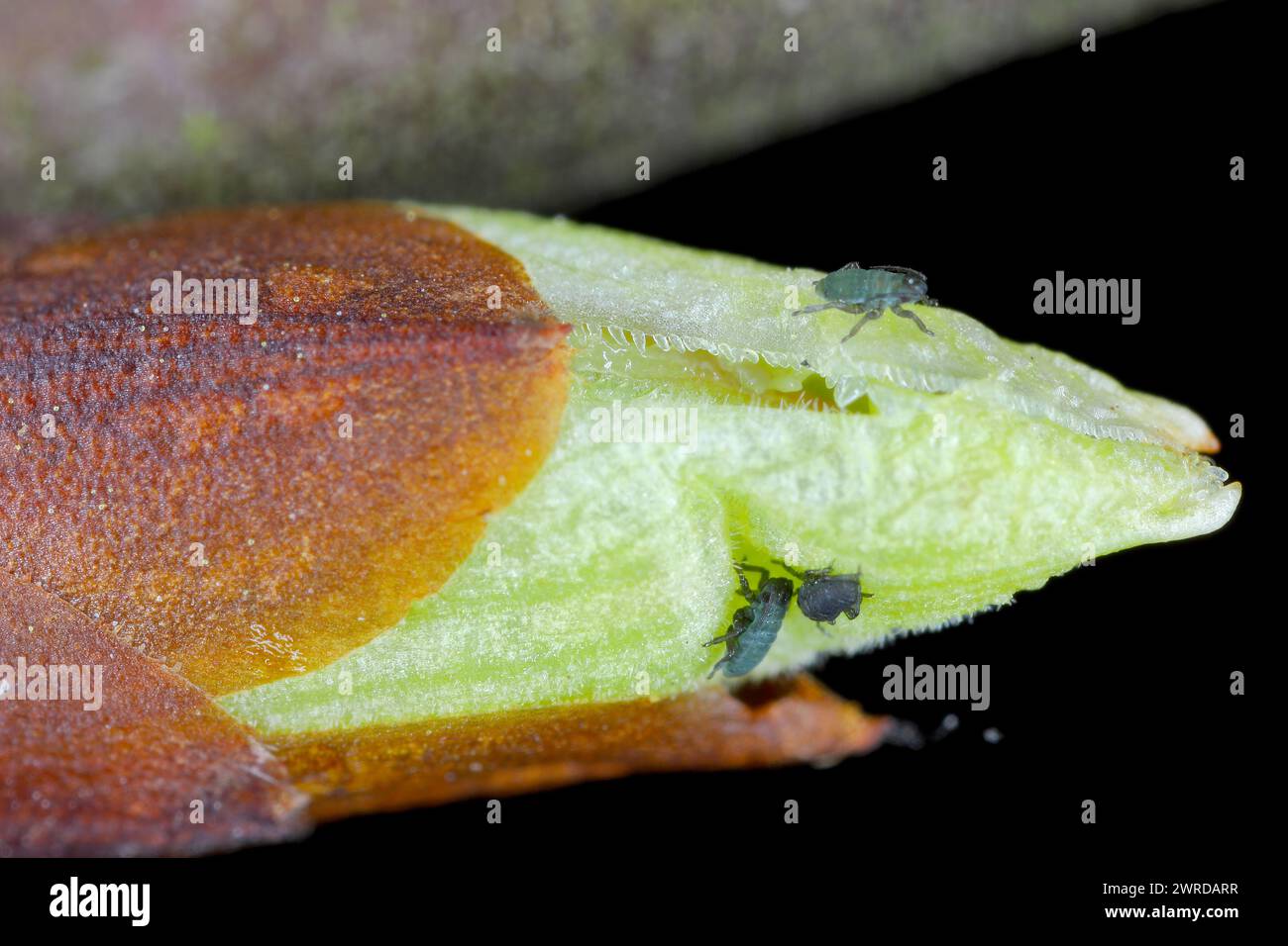 Bird cherry-oat aphid (Rhopalosiphum padi). Young aphids, just hatching ...