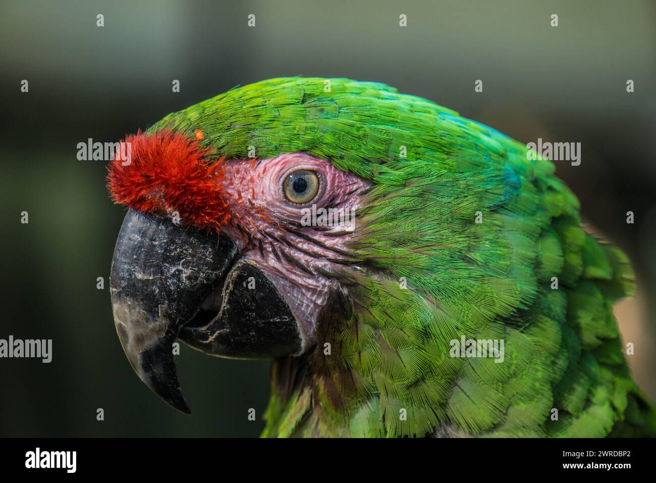 A colourful Macaw Parrot from Tropical Birdland, Desford Stock Photo ...
