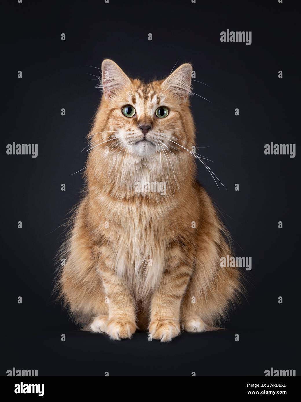 Gorgeous black amber Norwegian Forestcat cat, sitting up facing front ...