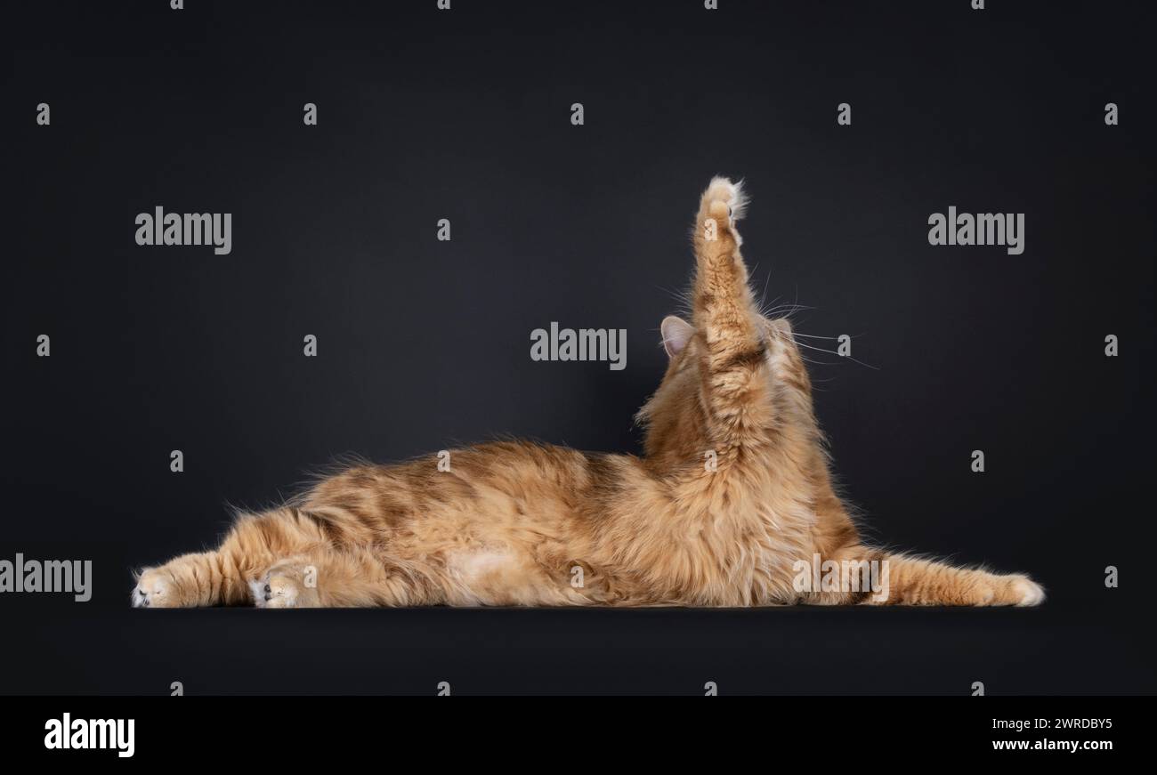 Gorgeous black amber Norwegian Forestcat cat, laying down side ways ...