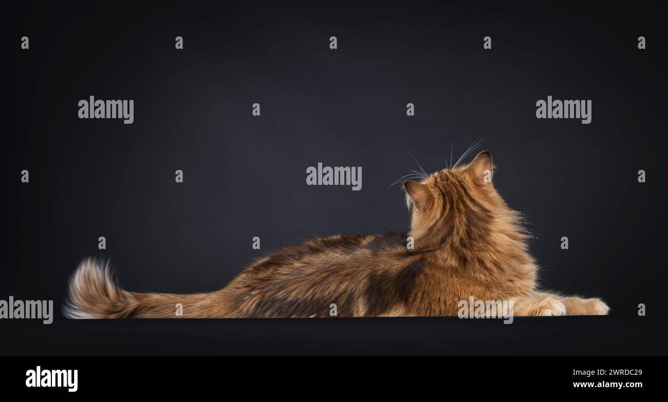 Gorgeous black amber Norwegian Forestcat cat, laying down side ways ...