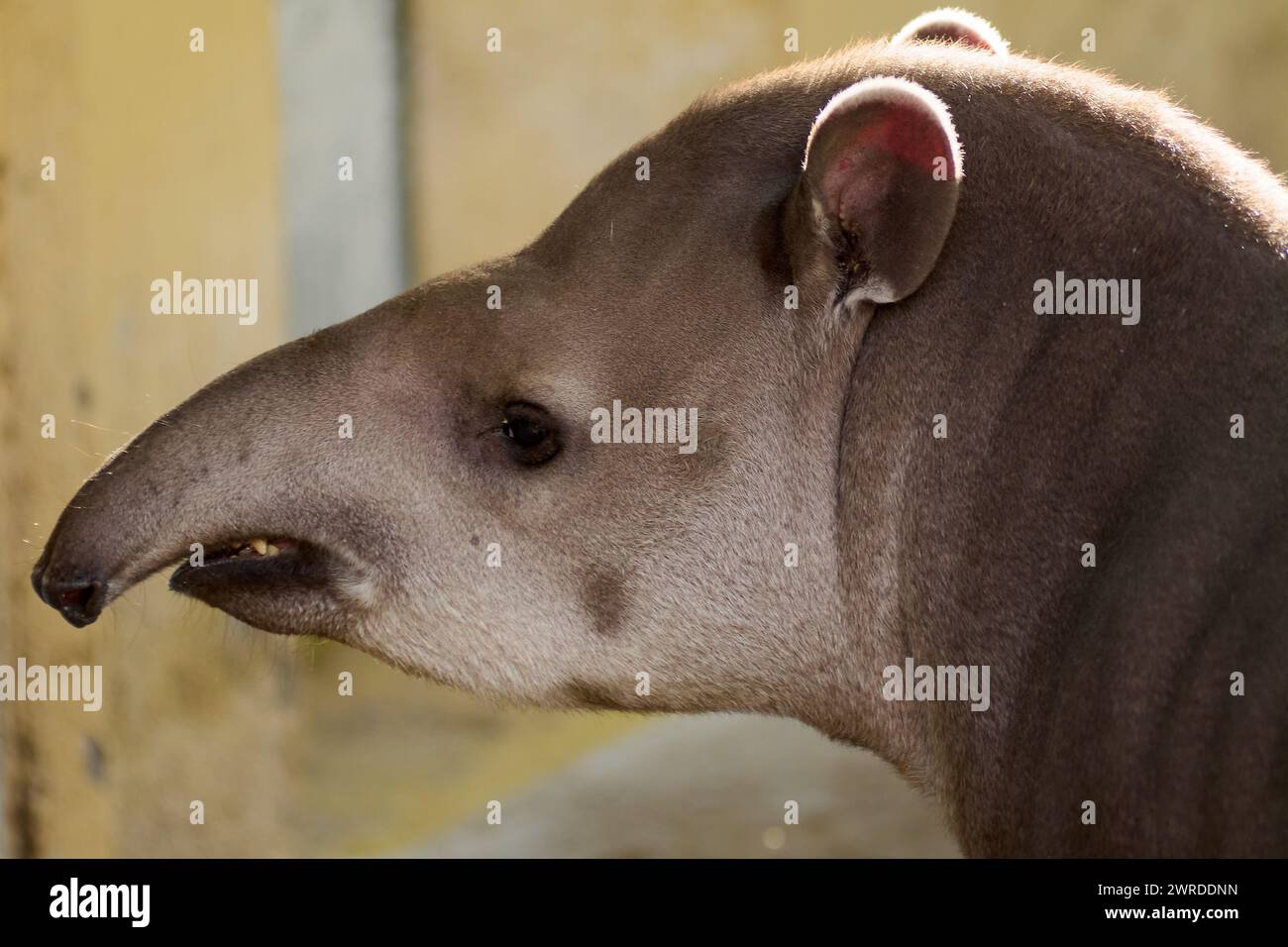 Long nosed tapir hi-res stock photography and images - Alamy