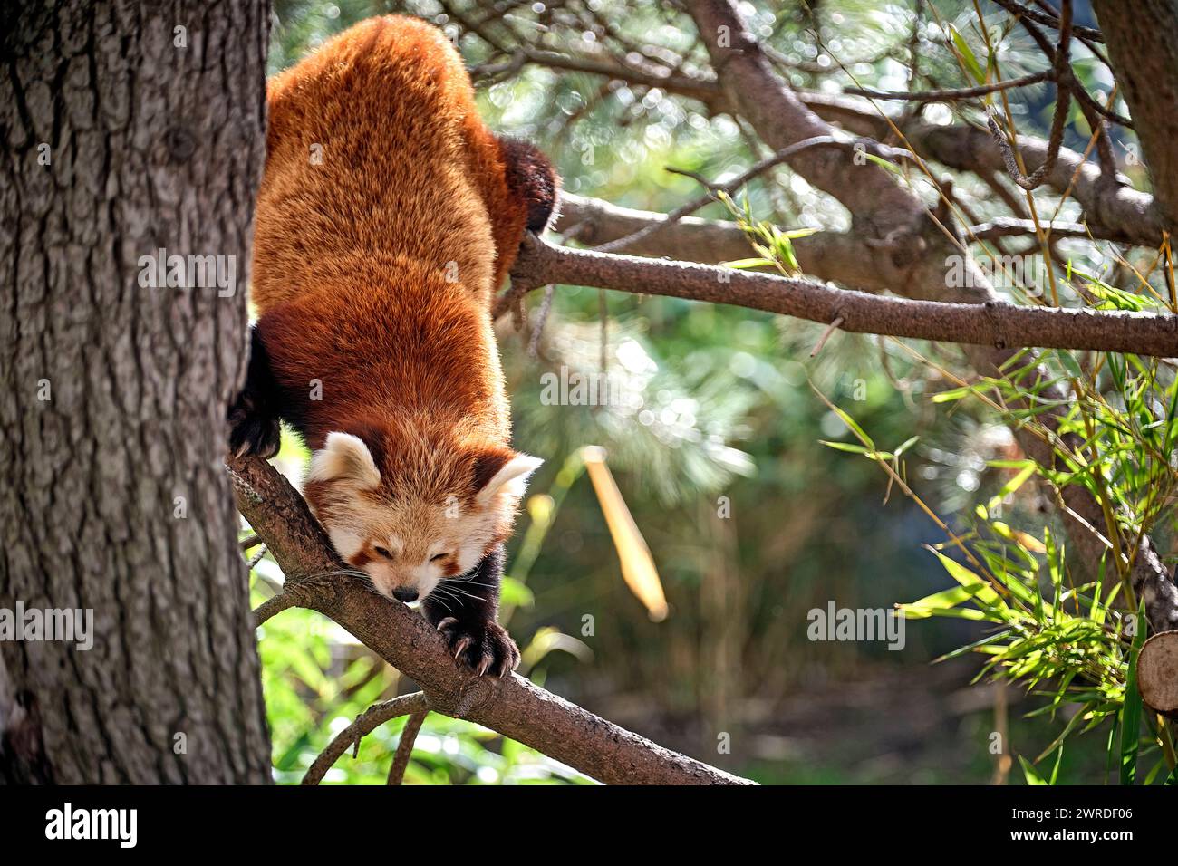 Fire fox hi-res stock photography and images - Alamy