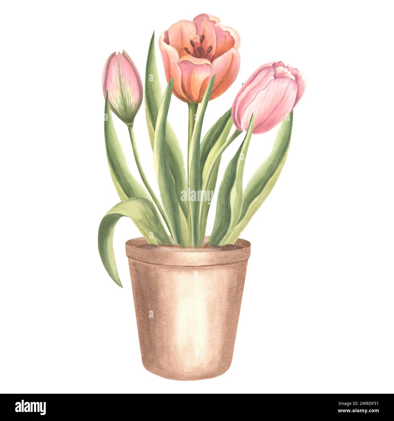 Pink tulips bouquet with leaves in flower pot. Isolated hand drawn ...