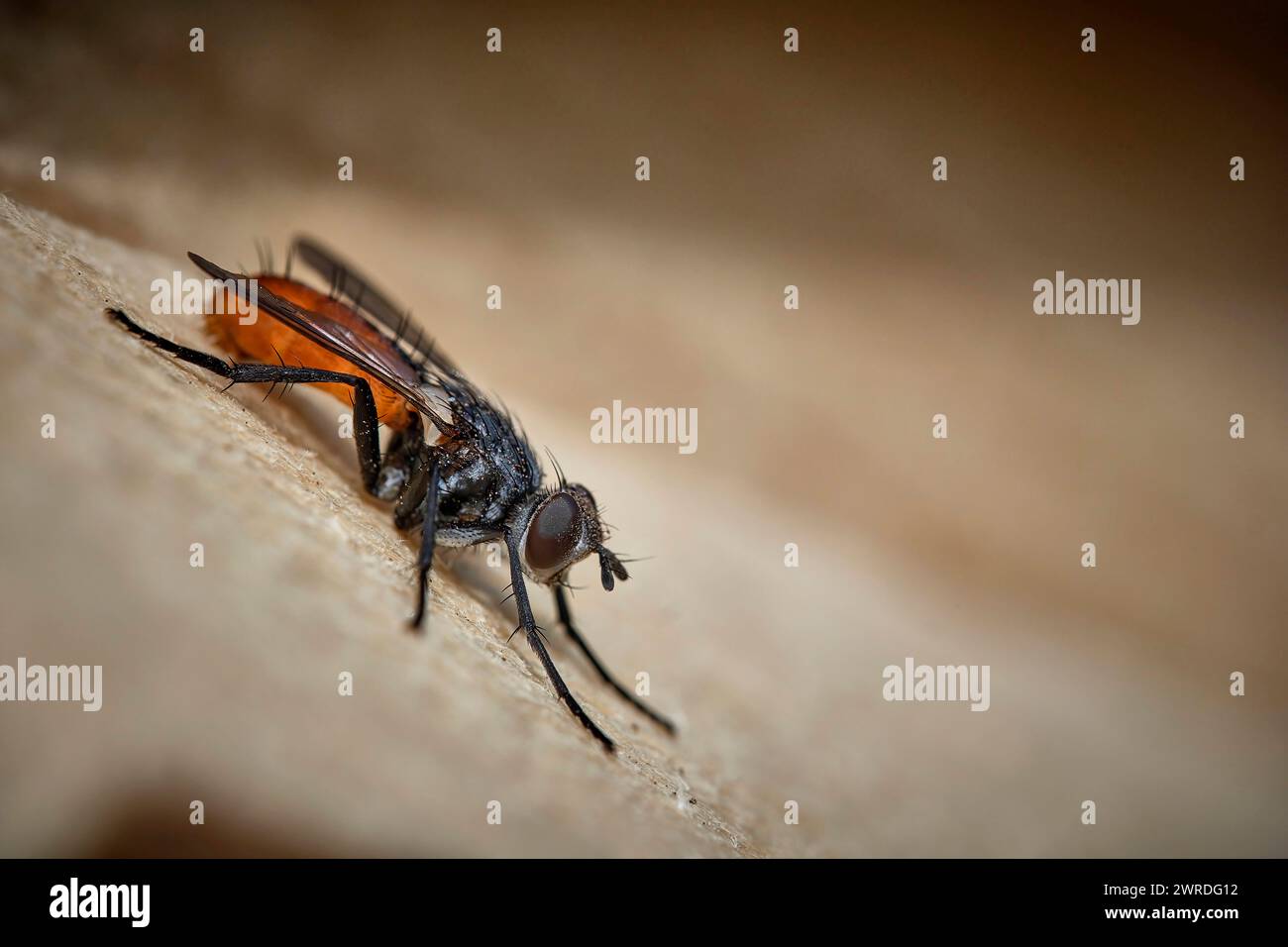 Raupenfliege Cylindromyia brassicaria . Raupenfliege Cylindromyia ...
