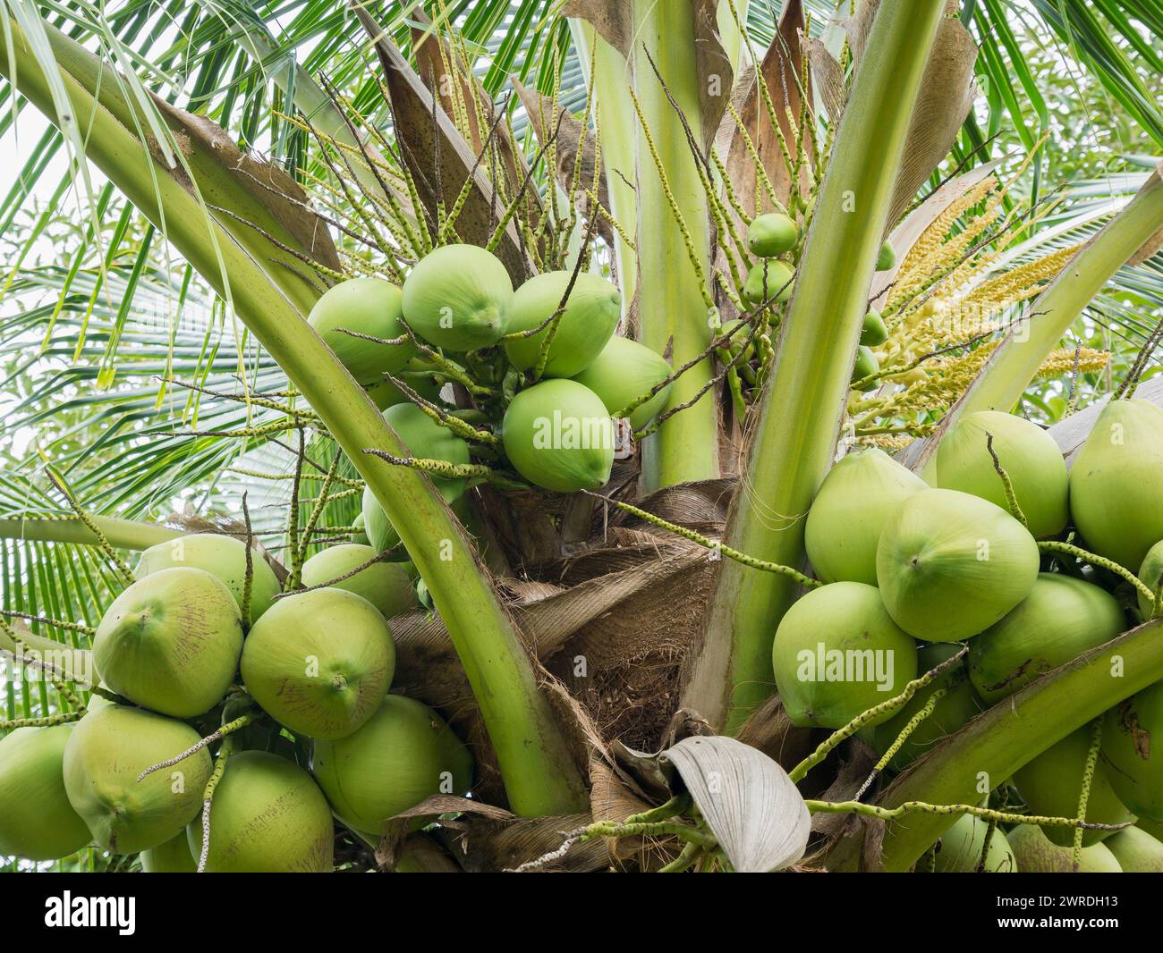 Cluster of ripe nuts hi-res stock photography and images - Alamy