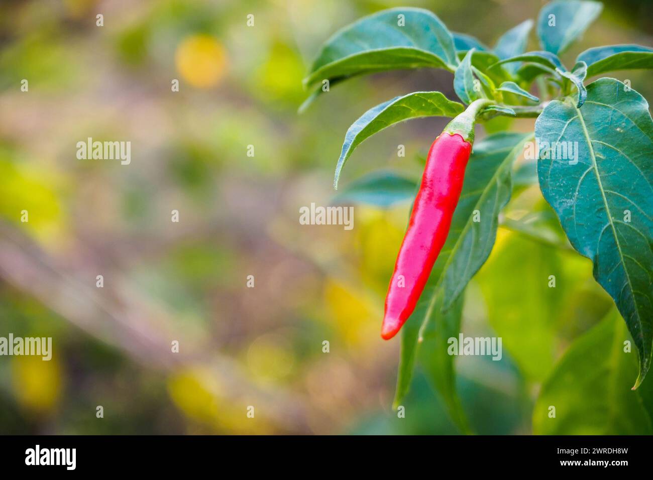 Red Chilli in the garden Stock Photo - Alamy