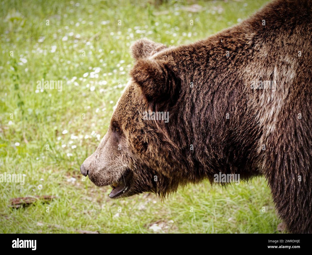 Bear profile walking wildlife hi-res stock photography and images - Alamy