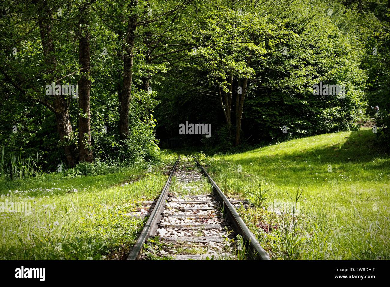 An abandoned railway tracks leading into the forest Stock Photo - Alamy