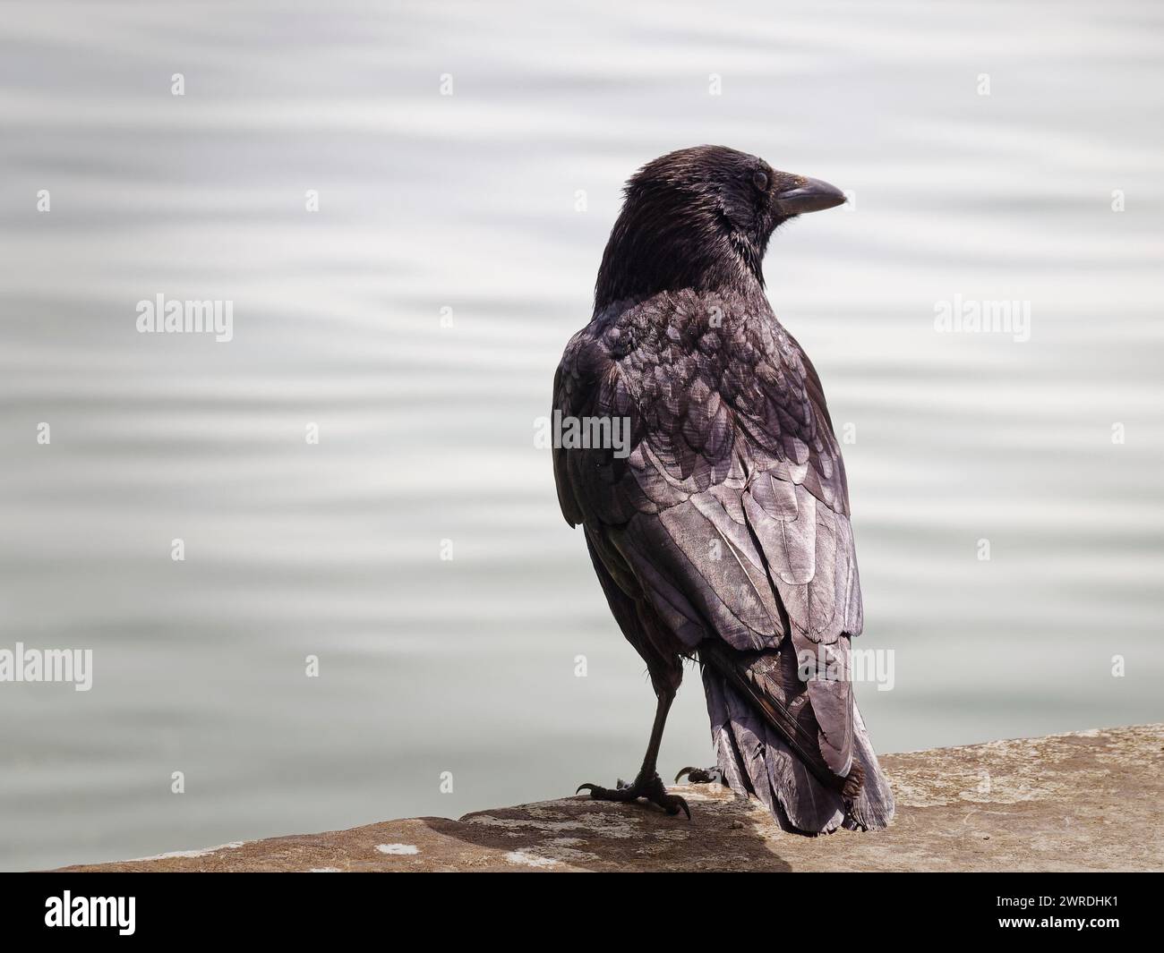 A photograph of a crow at the water's edge Stock Photo - Alamy