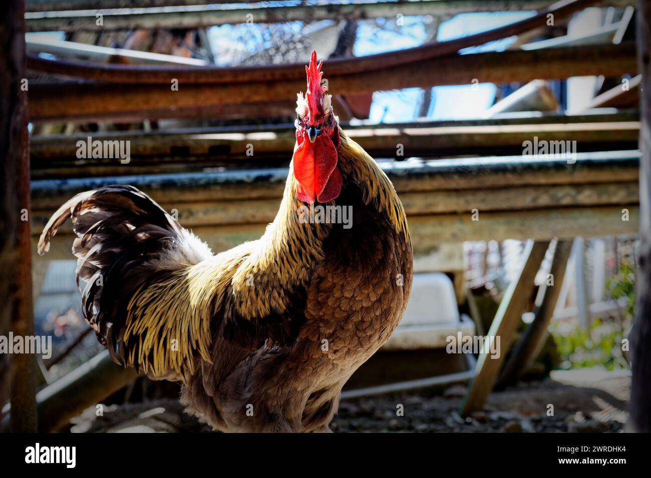 A photograph of a rooster looking defiantly at the camera Stock Photo ...