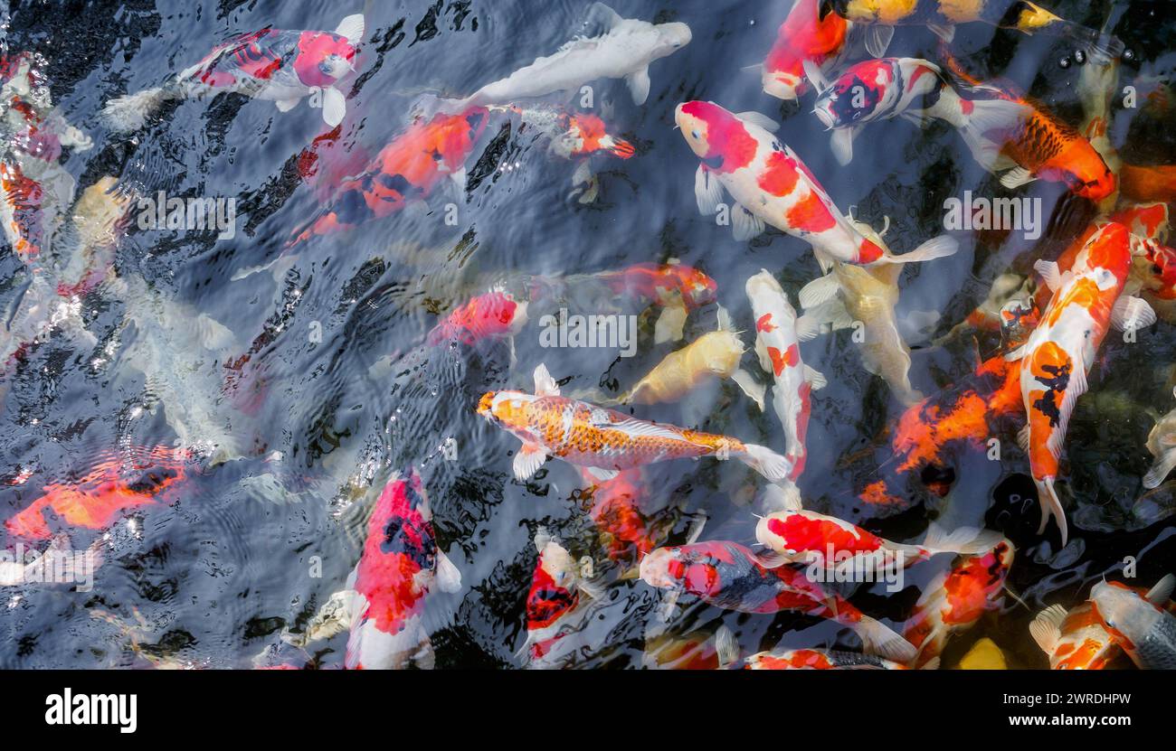 beautiful koi fish in pond in the garden Stock Photo - Alamy
