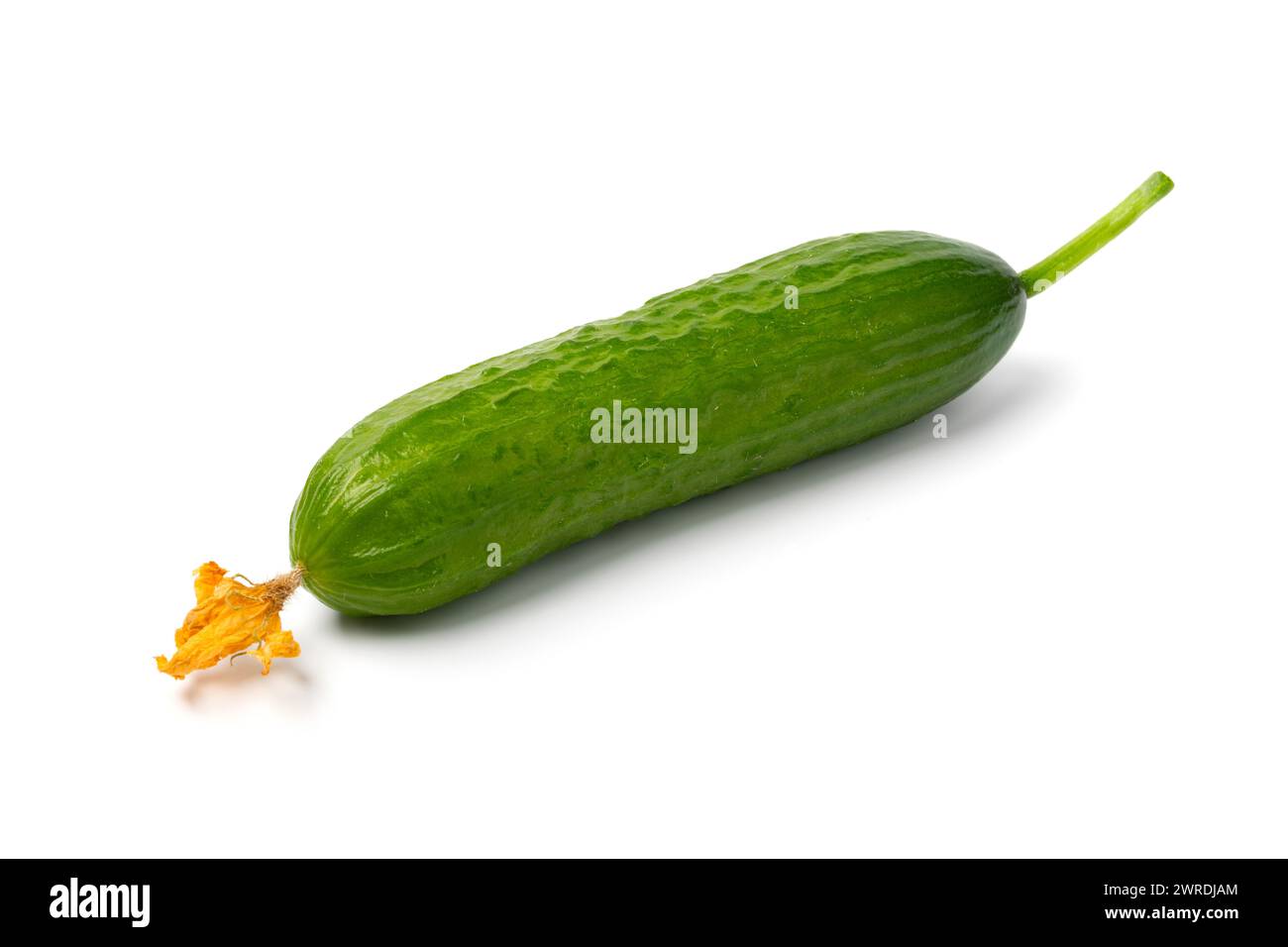 Crunchy cucumber hi-res stock photography and images - Alamy