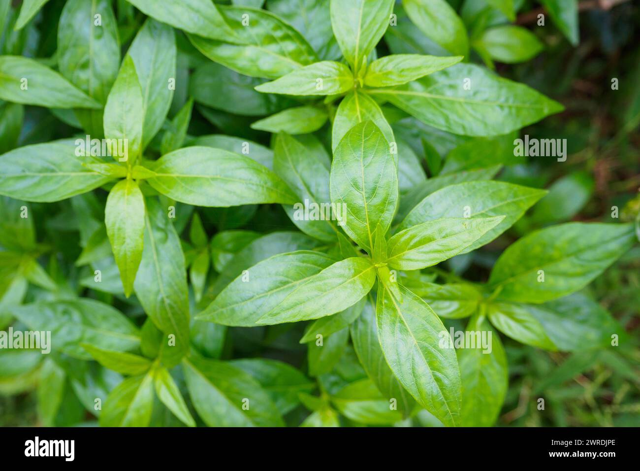 fresh Thai herbal medicine herbs organic plant leaves Andrographis ...