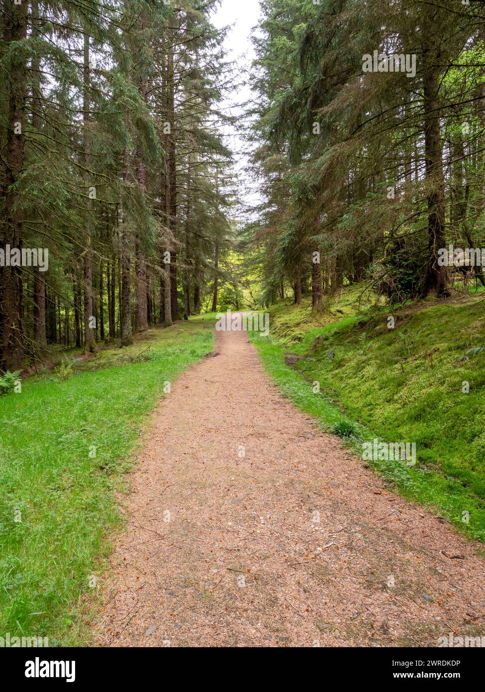 Trail through pine trees in the Argyll Forest Park, Scotland Stock ...