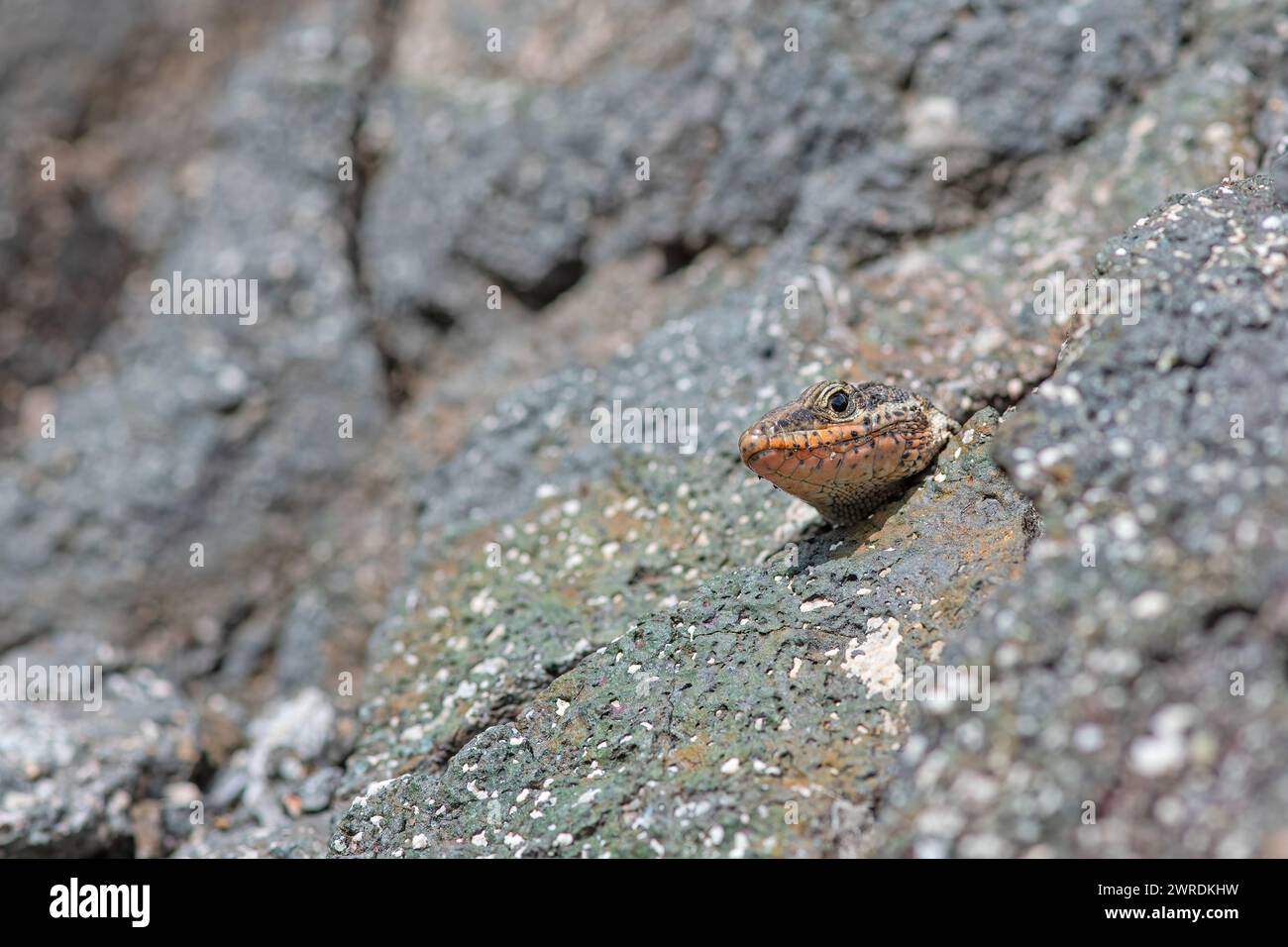 Apathya cappadosica hi-res stock photography and images - Alamy