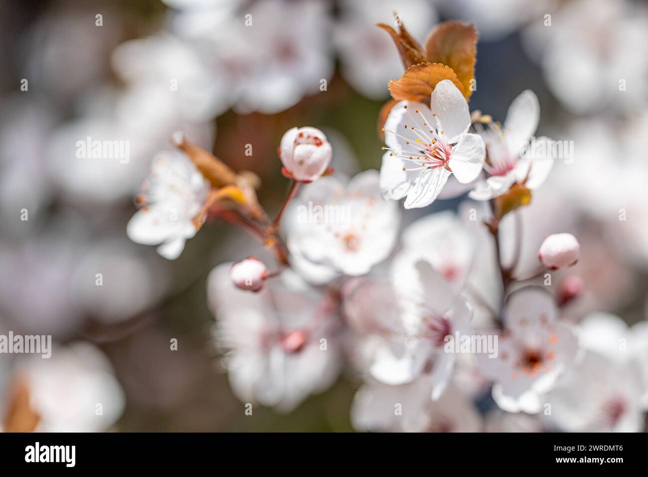 Prunus cerasifera or common names cherry plum and myrobalan plum branch ...