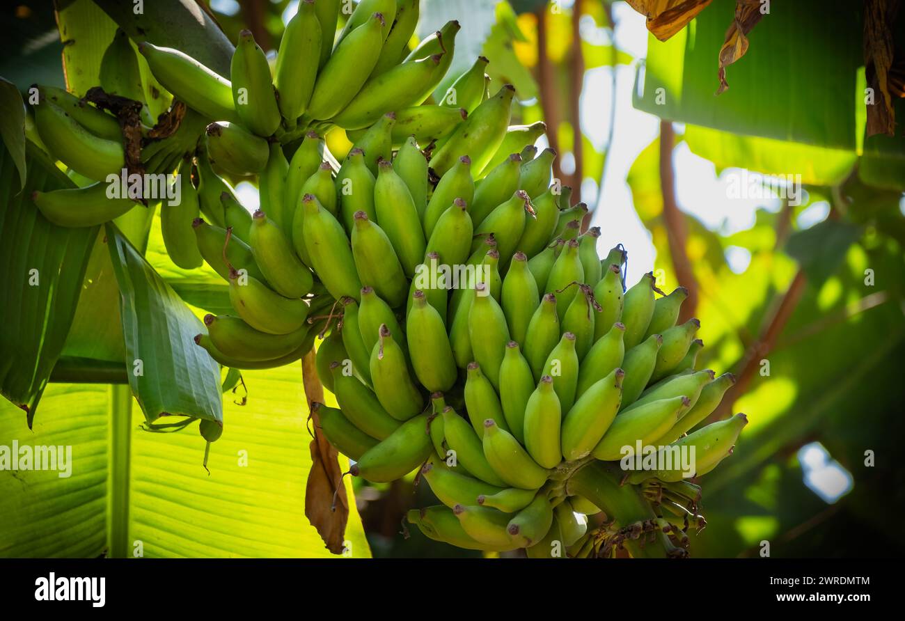 Banana fruits. A cluster of bananas. Green bananas in the garden on the ...