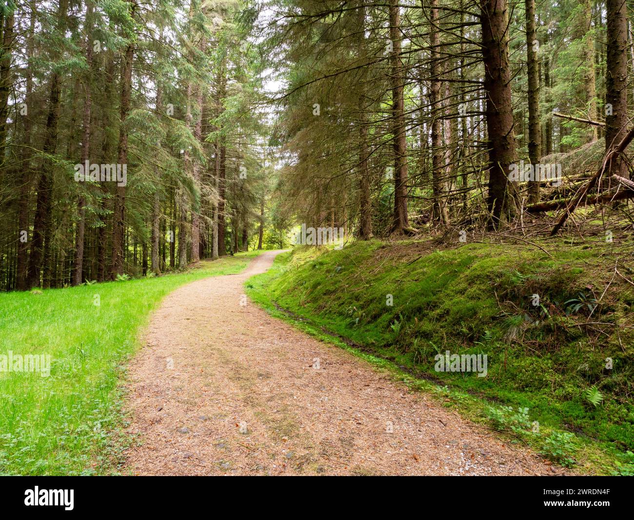 Trail through pine trees in the Argyll Forest Park, Scotland Stock ...
