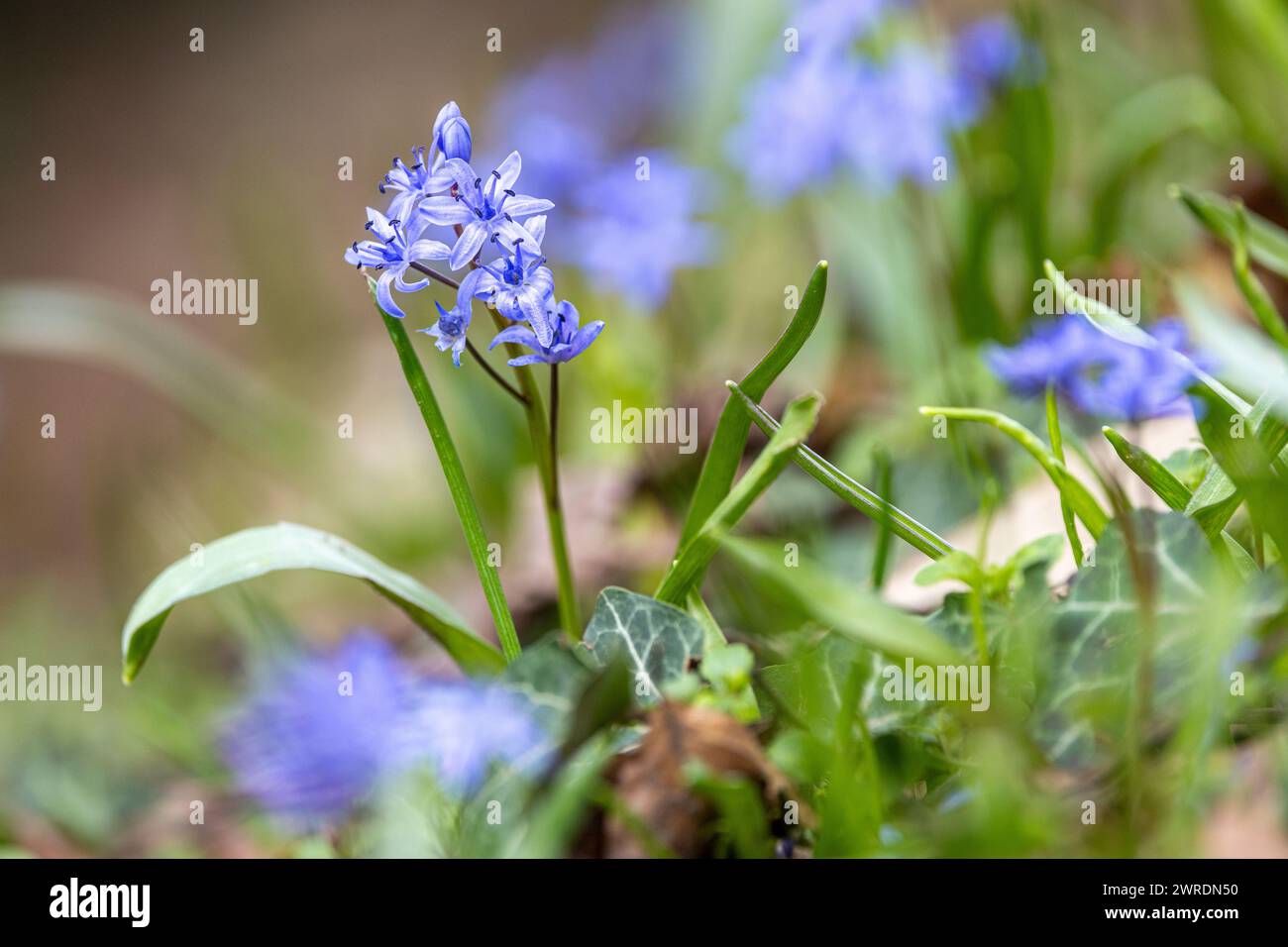Flowering plant alpine squill - Scilla bifolia - in a natural habitat ...