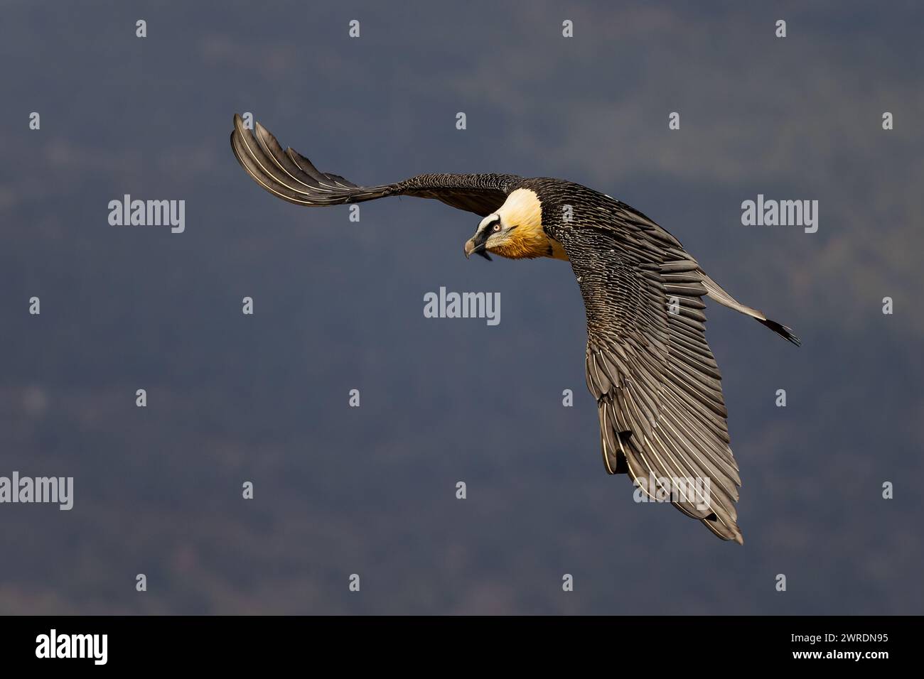 Vulture eagle hi-res stock photography and images - Alamy
