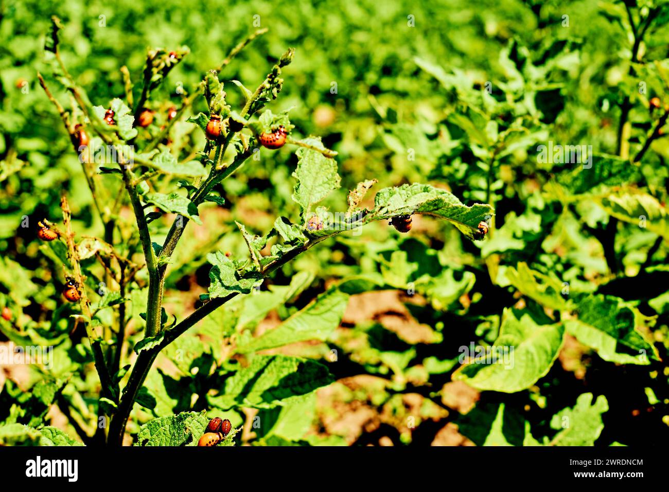 Plant pests Colorado potato beetles Stock Photo - Alamy