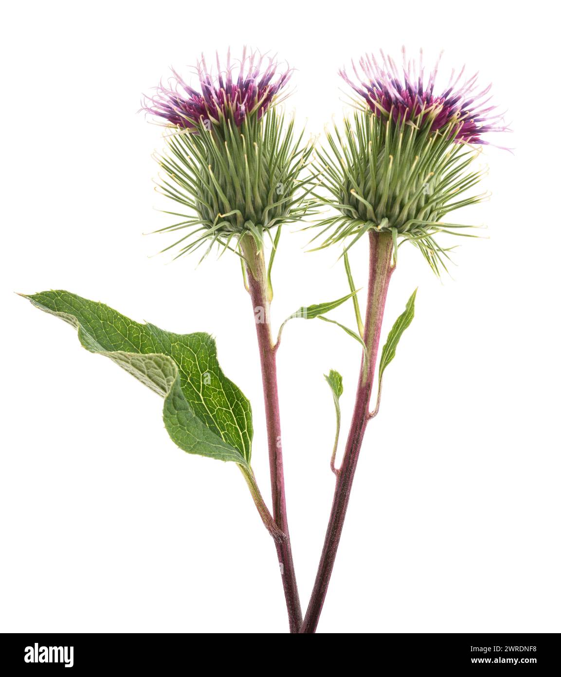 Burdock flowers isolated on a white background Stock Photo - Alamy