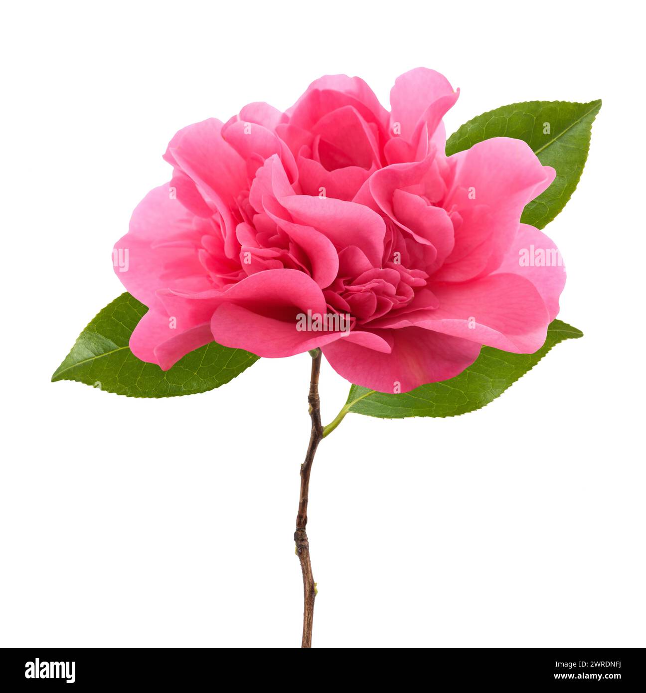 Pink Camellia flower isolated on white background Stock Photo - Alamy