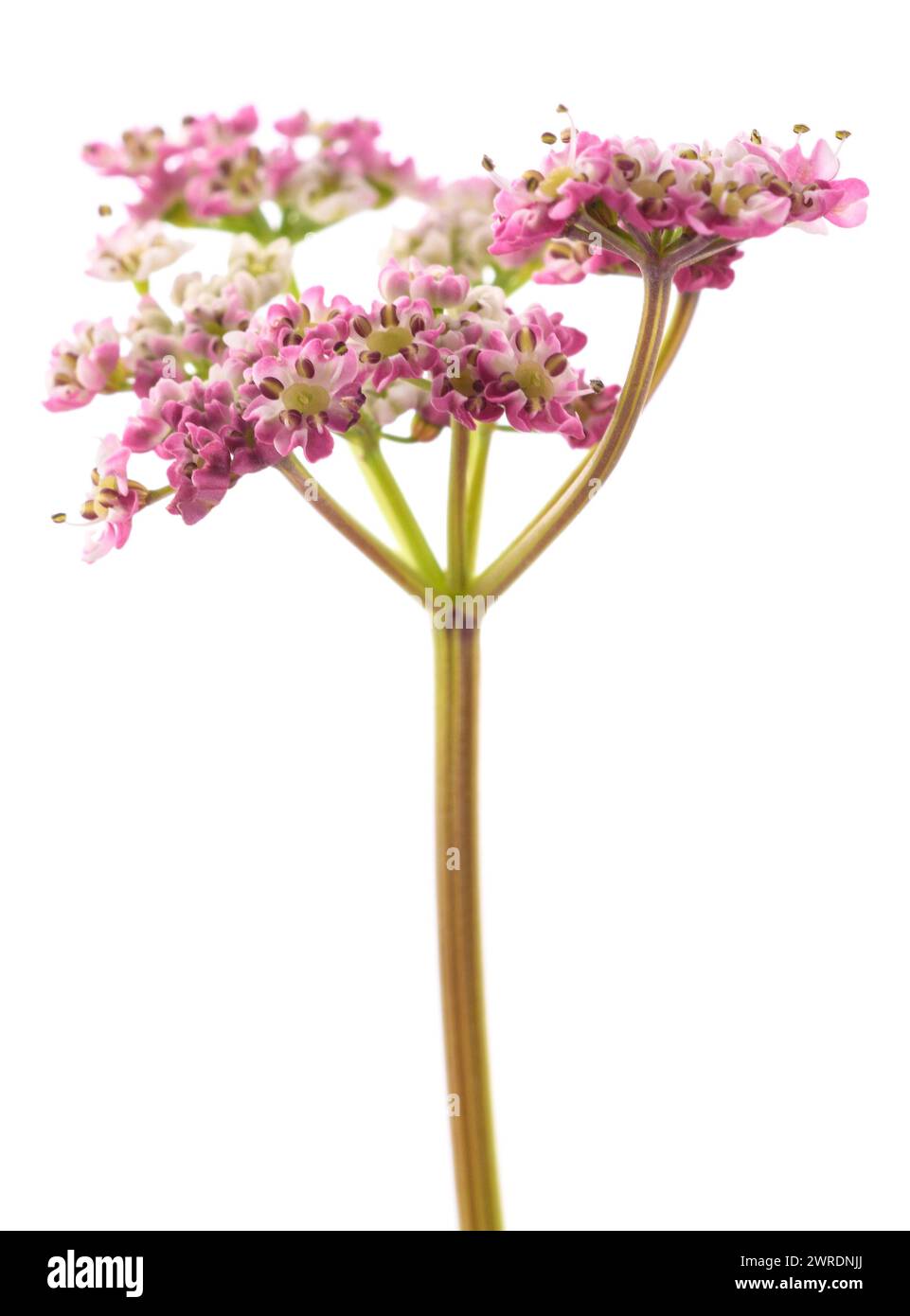 Carum carvi flowers isolated on white background Stock Photo - Alamy