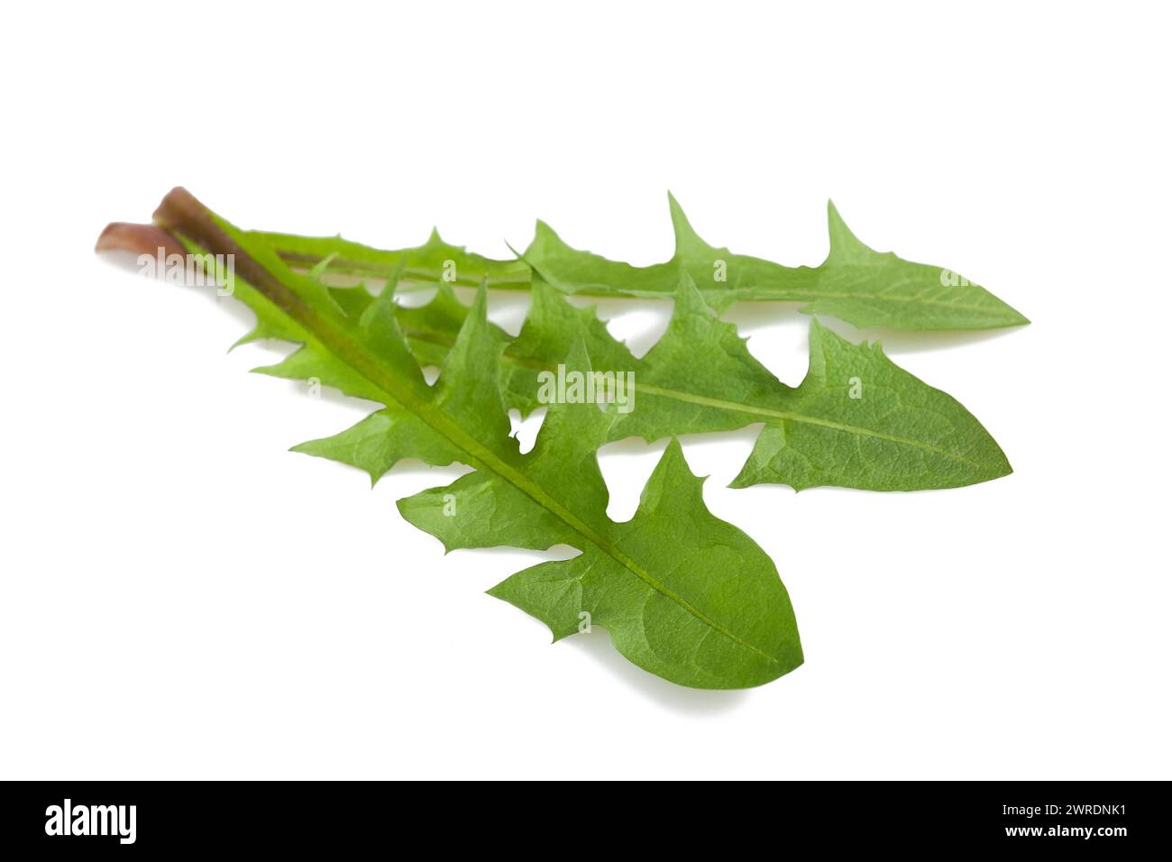 Dandelion on leaf Cut Out Stock Images & Pictures - Alamy