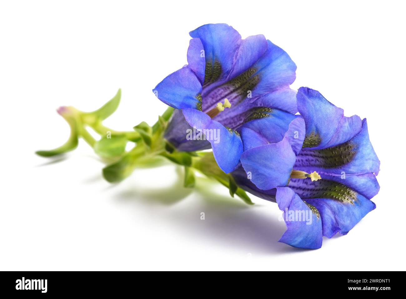 Stemless gentian gentiana acaulis on hi-res stock photography and ...