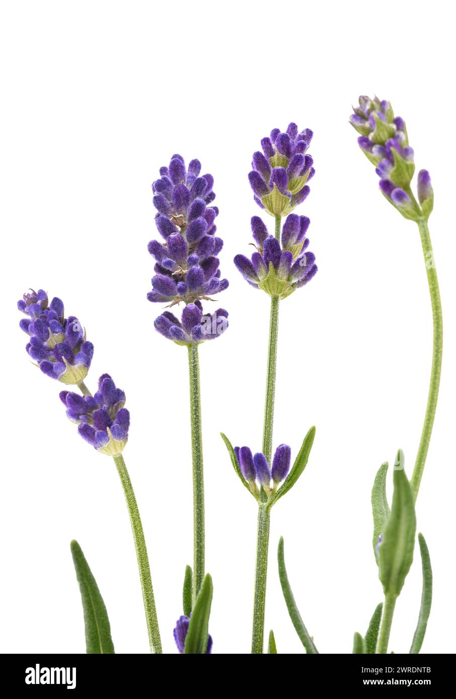 Lavender flowers isolated on white background Stock Photo - Alamy