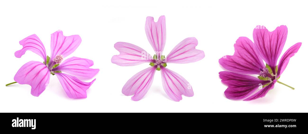 Mallow flowers isolated on white background Stock Photo - Alamy