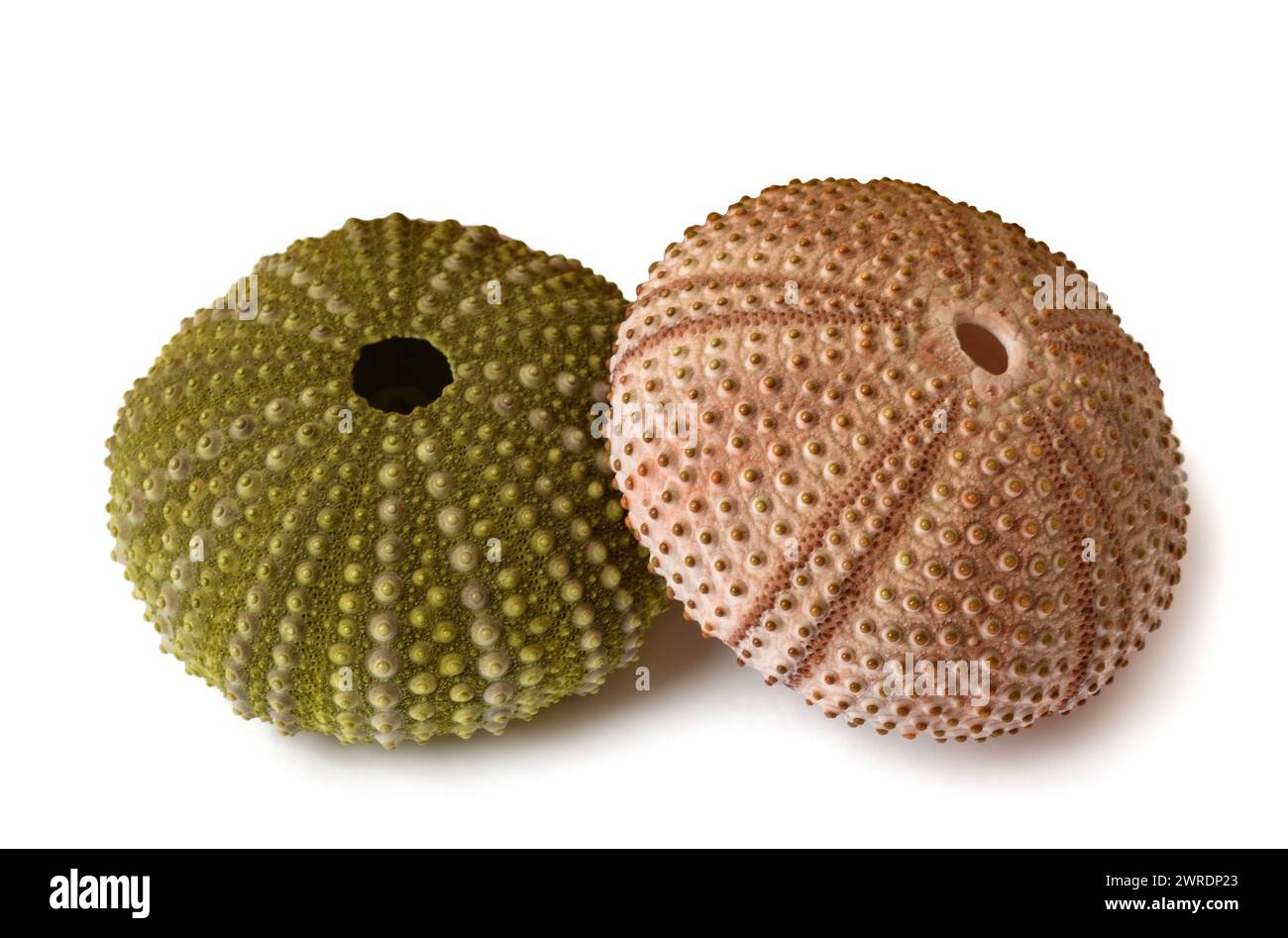 Sea urchins isolated on white background Stock Photo - Alamy