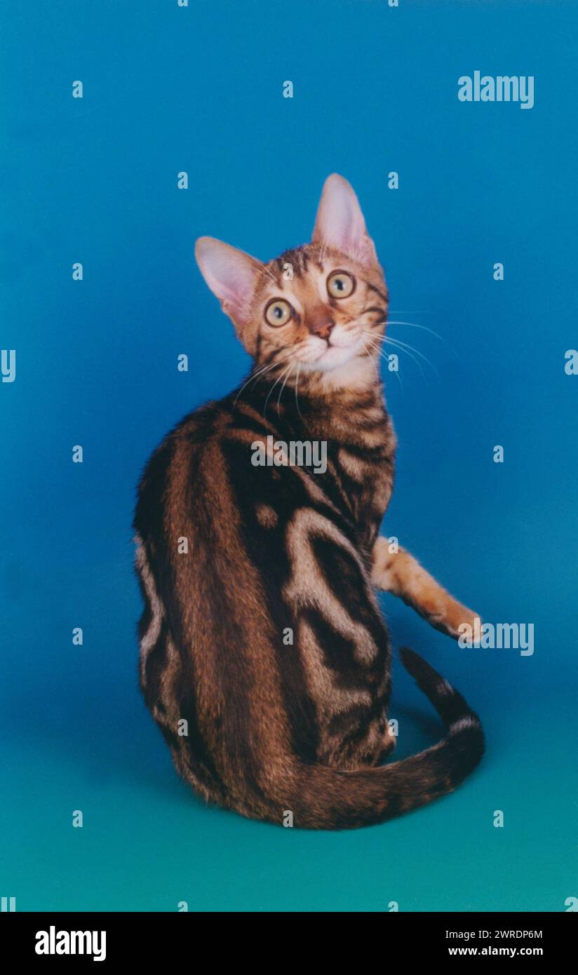 Marble cats hi-res stock photography and images - Alamy