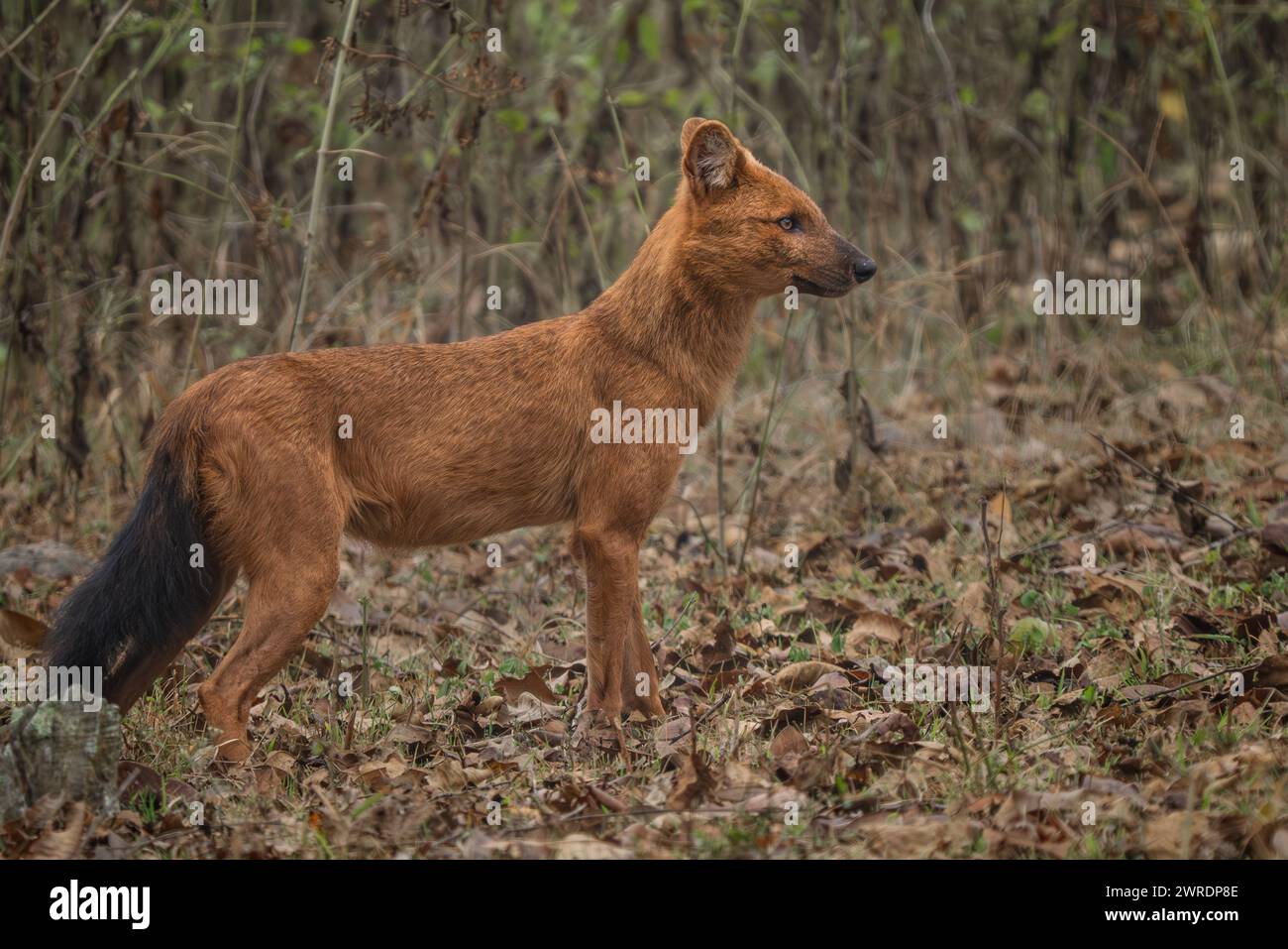 Dhole - Cuon alpinus, beautiful iconic Indian Wild Dog from South and ...