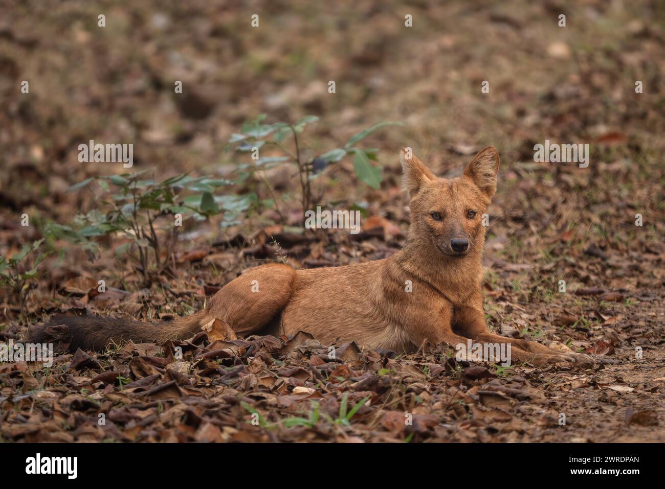 Dhole - Cuon alpinus, beautiful iconic Indian Wild Dog from South and ...