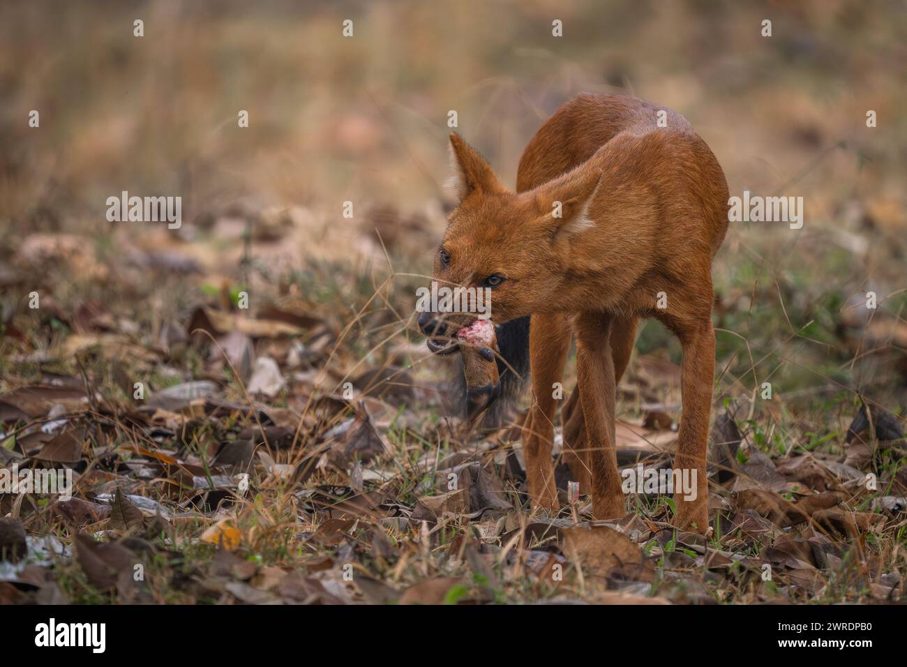 Dhole - Cuon alpinus, beautiful iconic Indian Wild Dog from South and ...