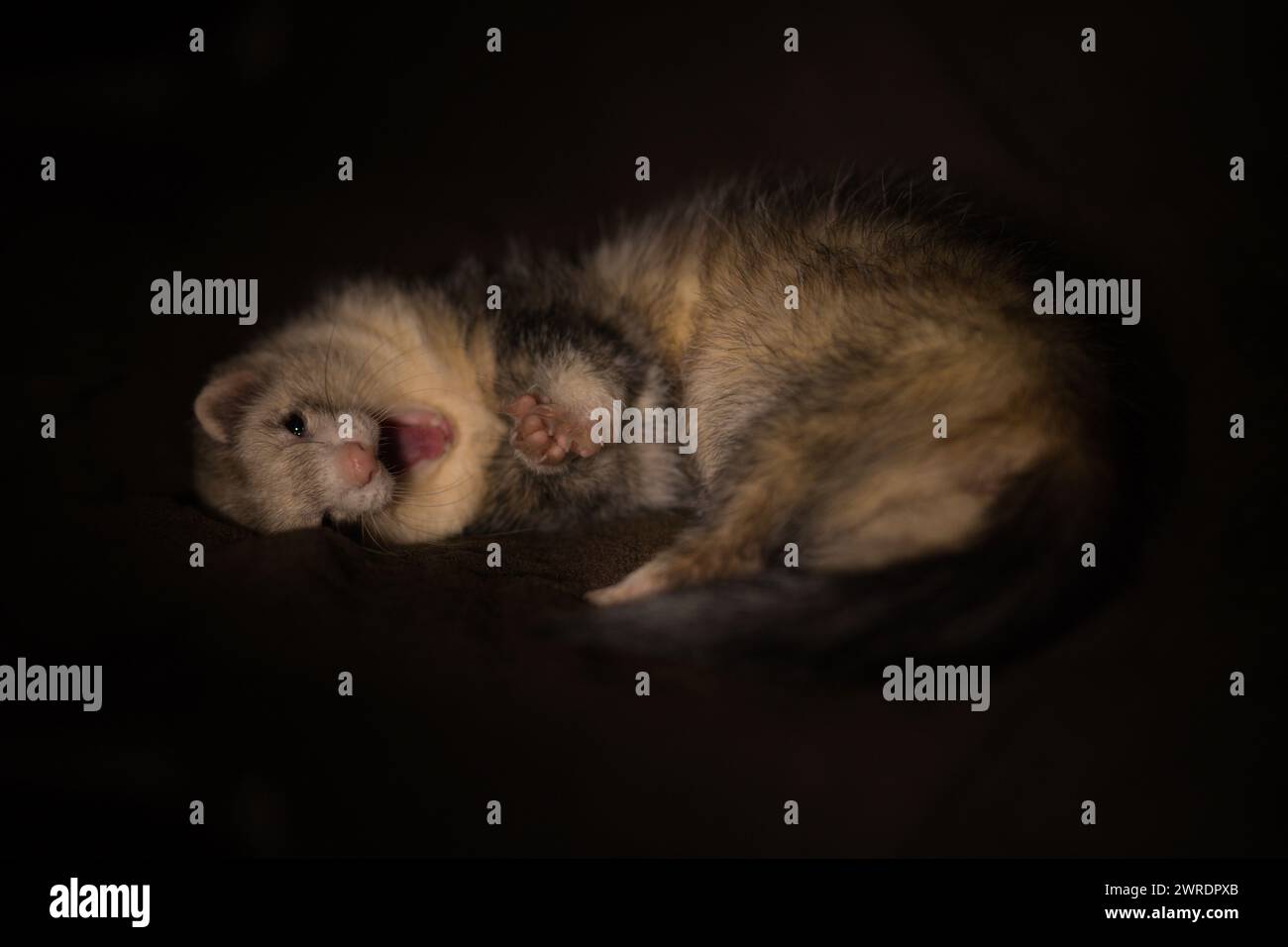 Ferret indoor posing for portrait in studio Stock Photo - Alamy