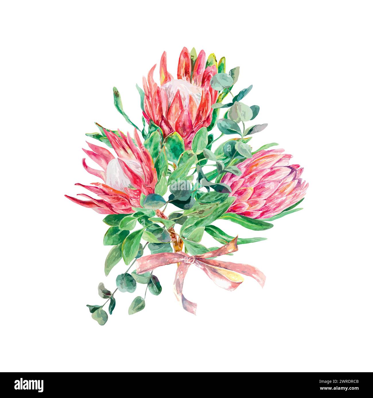 Protea watercolor. Vector illustration of a bouquet of pink flowers ...